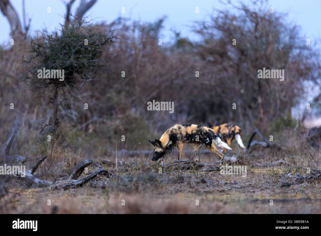 Mottled coats hi-res stock photography and images - Alamy