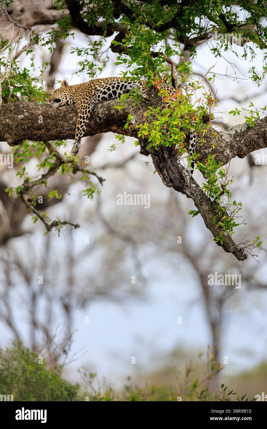 View of a leopard lounges gracefully on a sturdy tree branch amidst ...