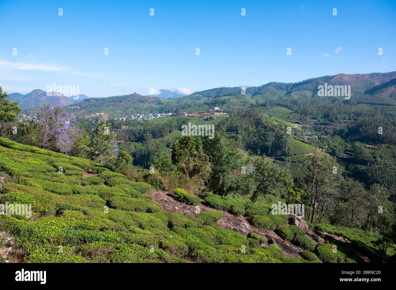 Tea growing area Munnar, plantation in India, landscape with fields in ...