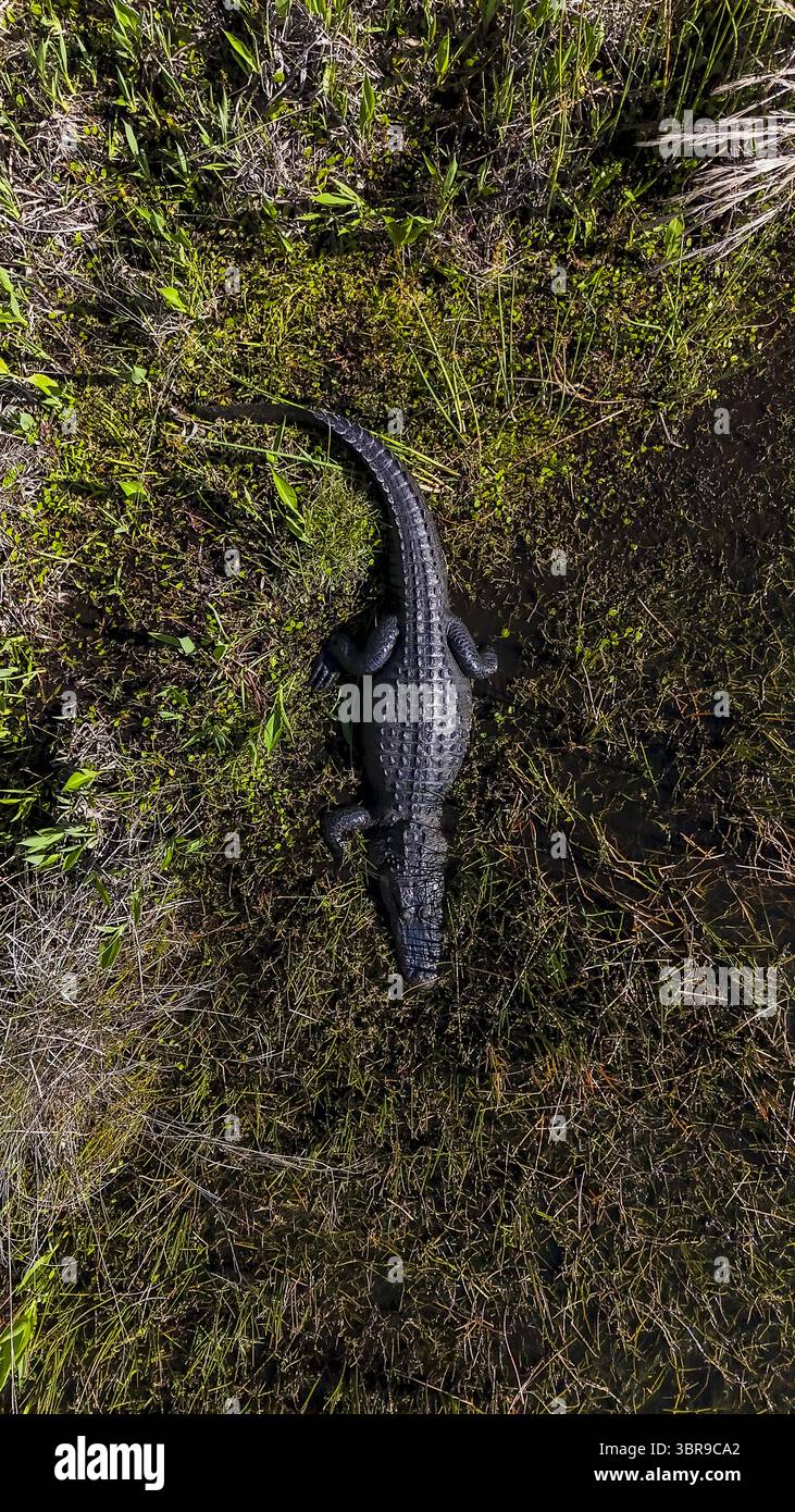 Aerial view of a dark alligator resting on a bed of contrasting green ...