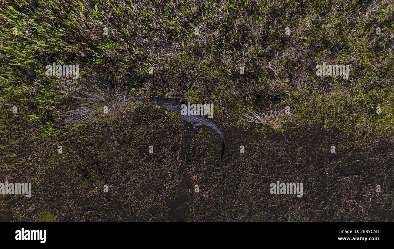 Aerial view of an alligator lurking amidst the dense, sun-drenched ...