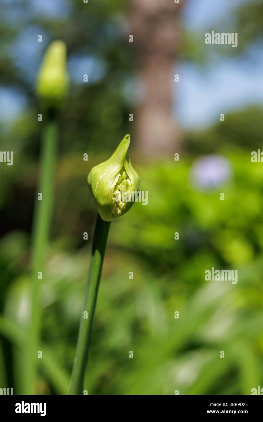 Pear shaped bud hi-res stock photography and images - Alamy