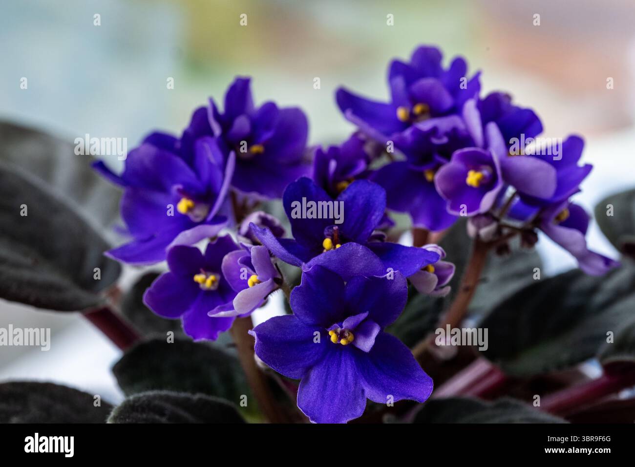 Beautiful African violets display vibrant purple flowers with yellow ...