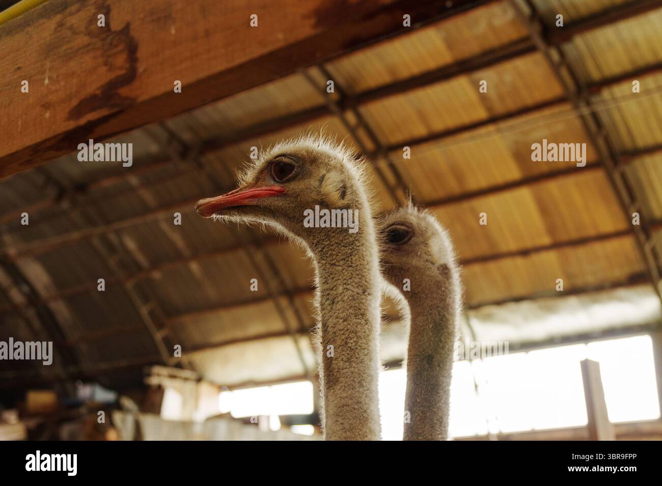 Two young ostriches peer curiously from a rustic barn, their ...