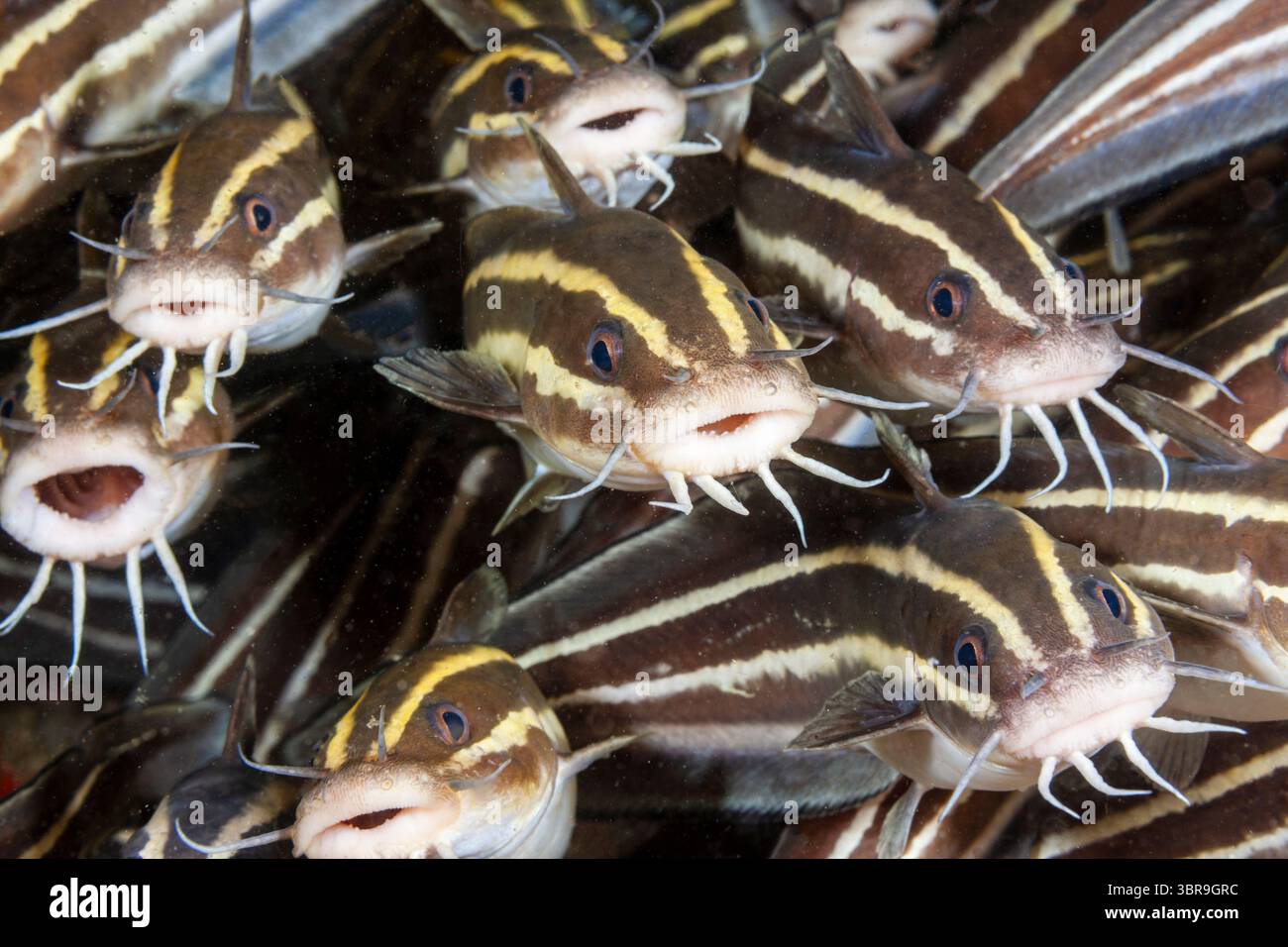 Shoal of Striped Eel Catfish, Plotosus lineatus, Malalpascua Island ...