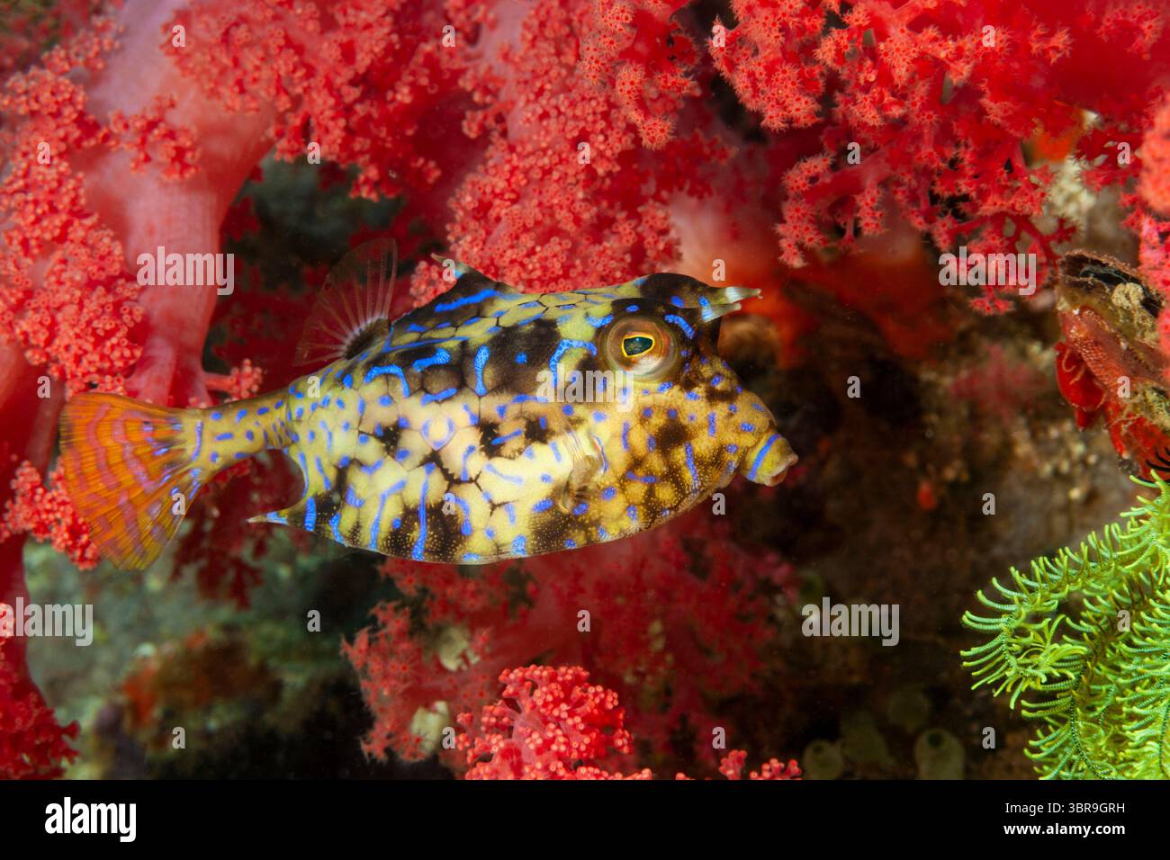 Thornback Boxfish, Lactoria fornasini, Malalpascua Island, Cebu ...