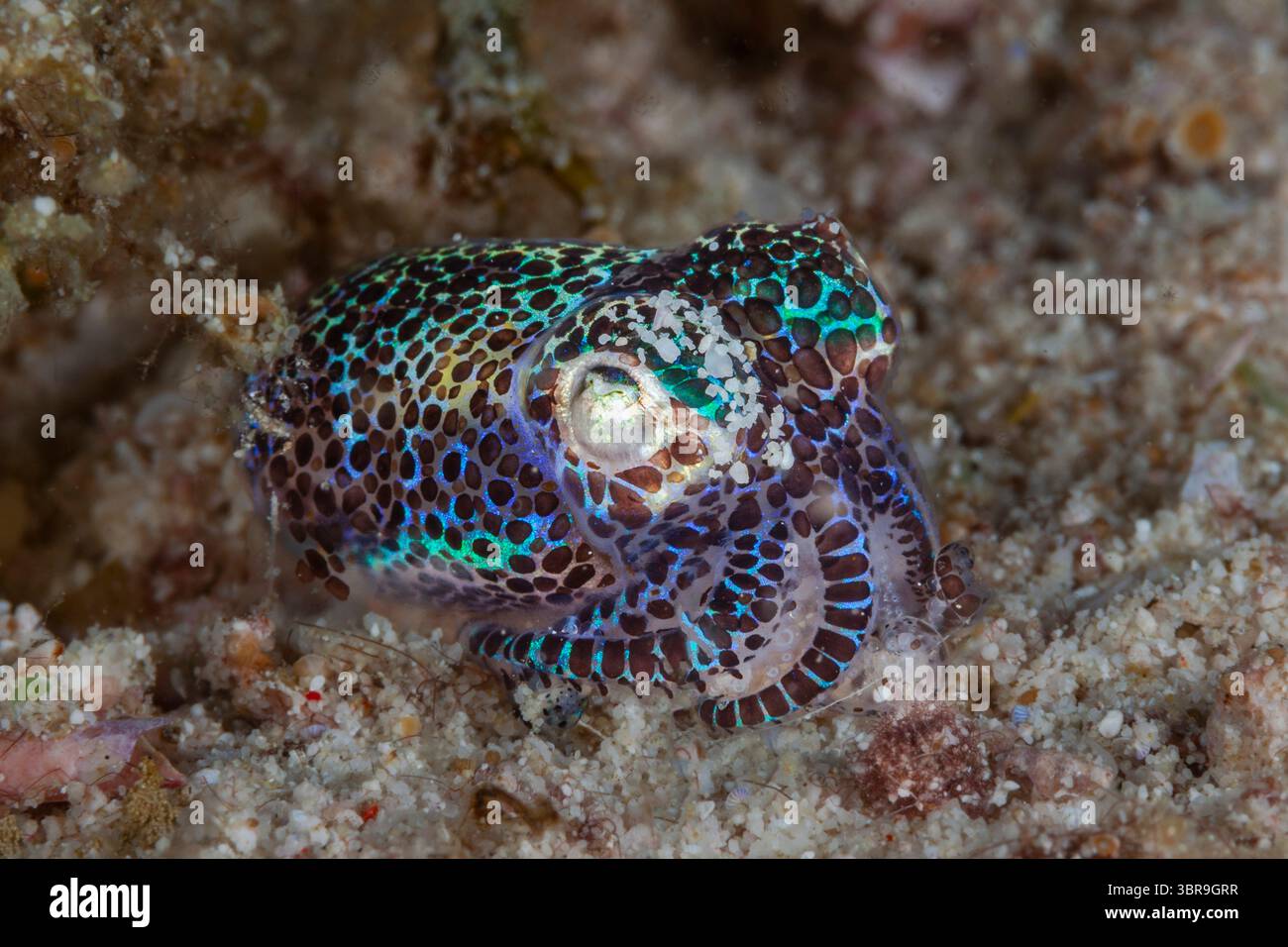 Berrys Bobtail Cuttlefish, Euprymna berryi, Malalpascua Island, Cebu ...