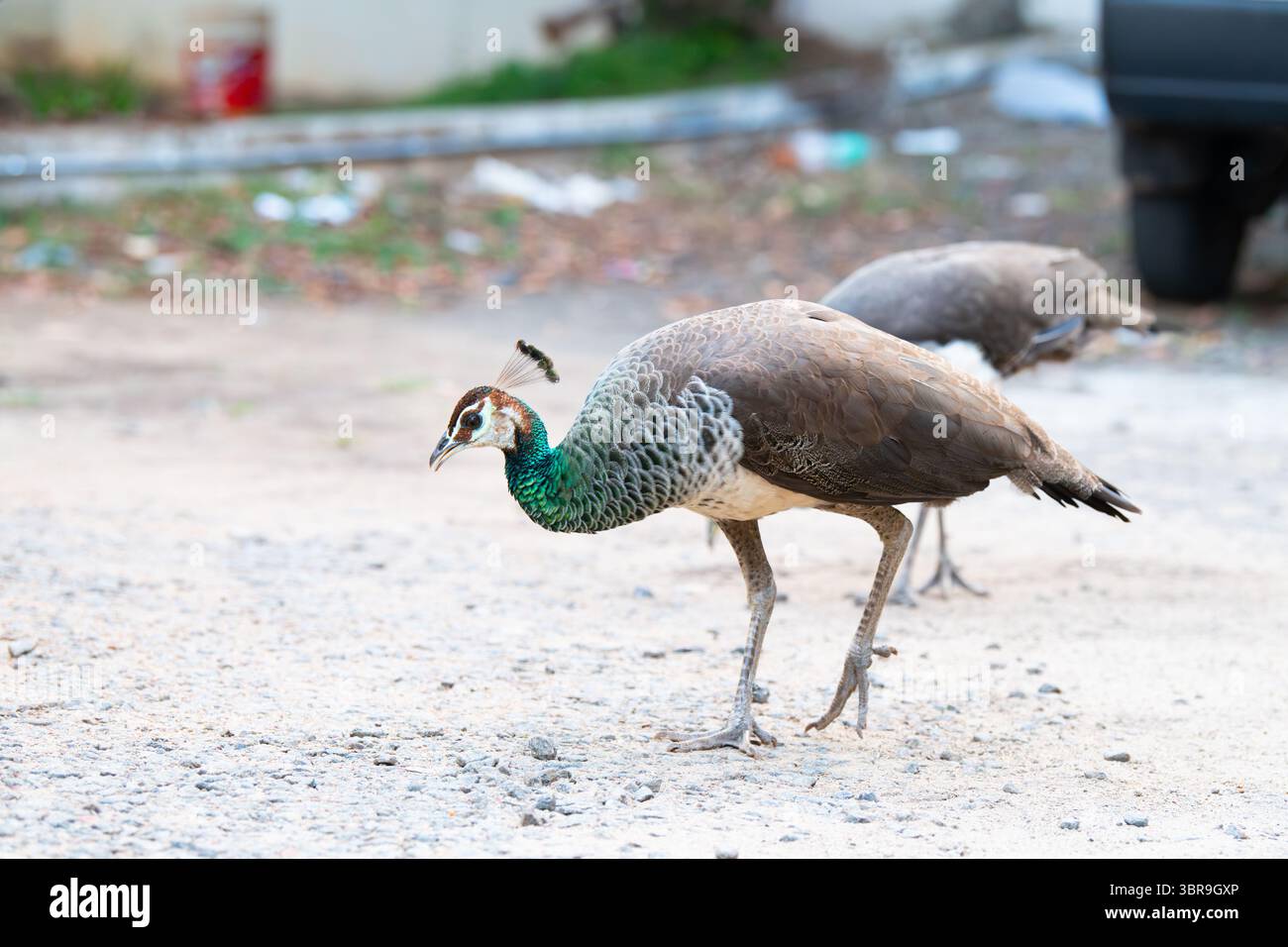 Green Peahen Or Peafowl Bird Walking Through The Streets Of India ...