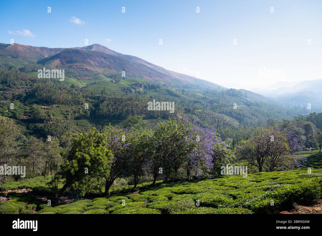 Tea Growing Area Munnar, Plantation In India, Landscape With Fields In ...