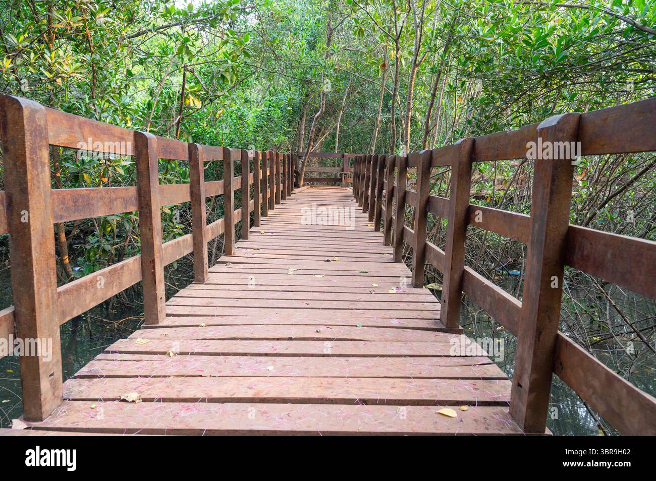 Wooden Bridge, Mangroves In India, Rhizophora Mangle Red Mangrove ...