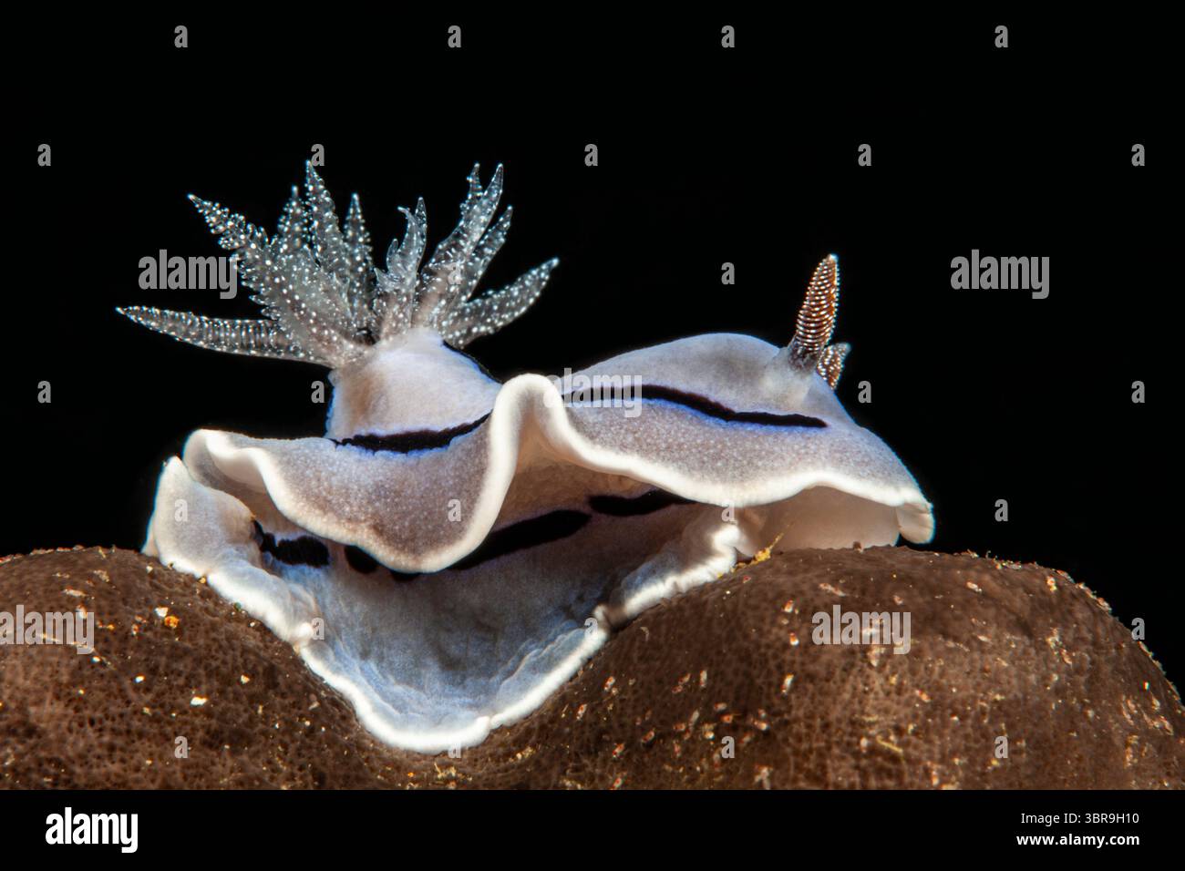 Blue Dorid Nudibranch, Chromodoris willani, Mabini, Luzon, Philippine ...
