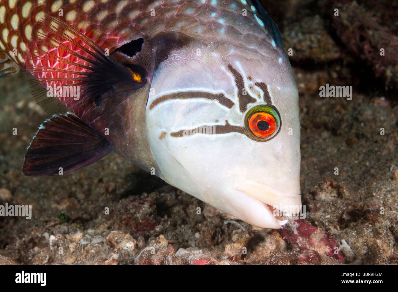 Rockmover wrasse, Novaculichthys taeniourus, Mabini, Luzon, Philippine ...