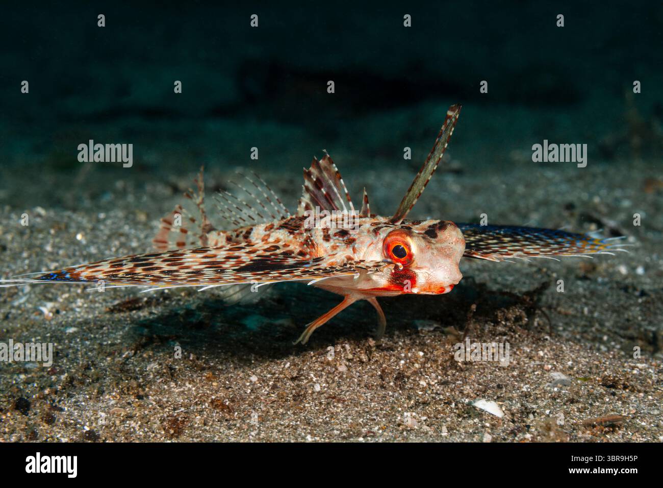 Flying Gurnard, Helmet Gurnard , Oriental Flying Gurnard, Dactyloptena ...