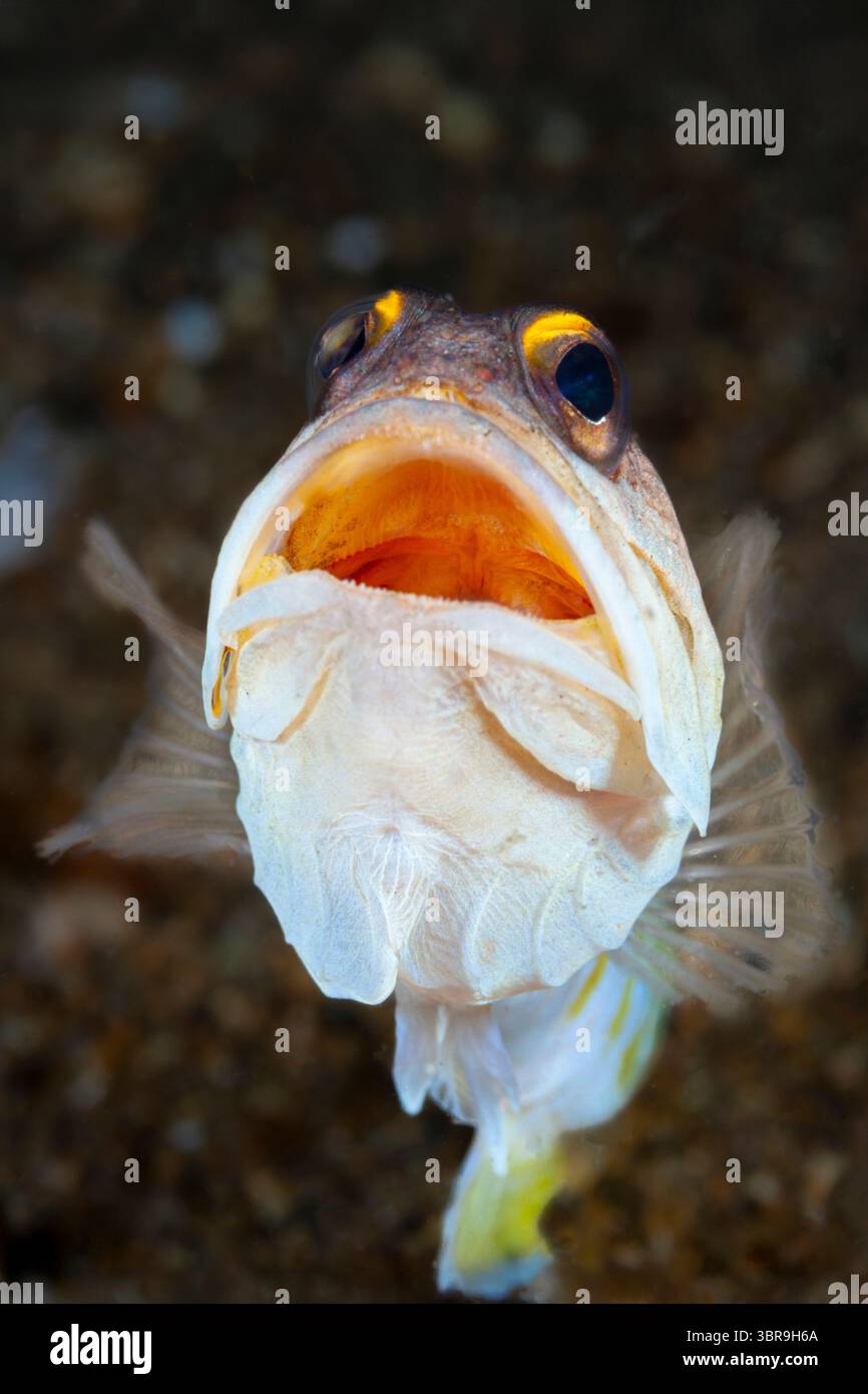Black Cap Jawfish, Opistognathus randalli, Mabini, Luzon, Philippine ...