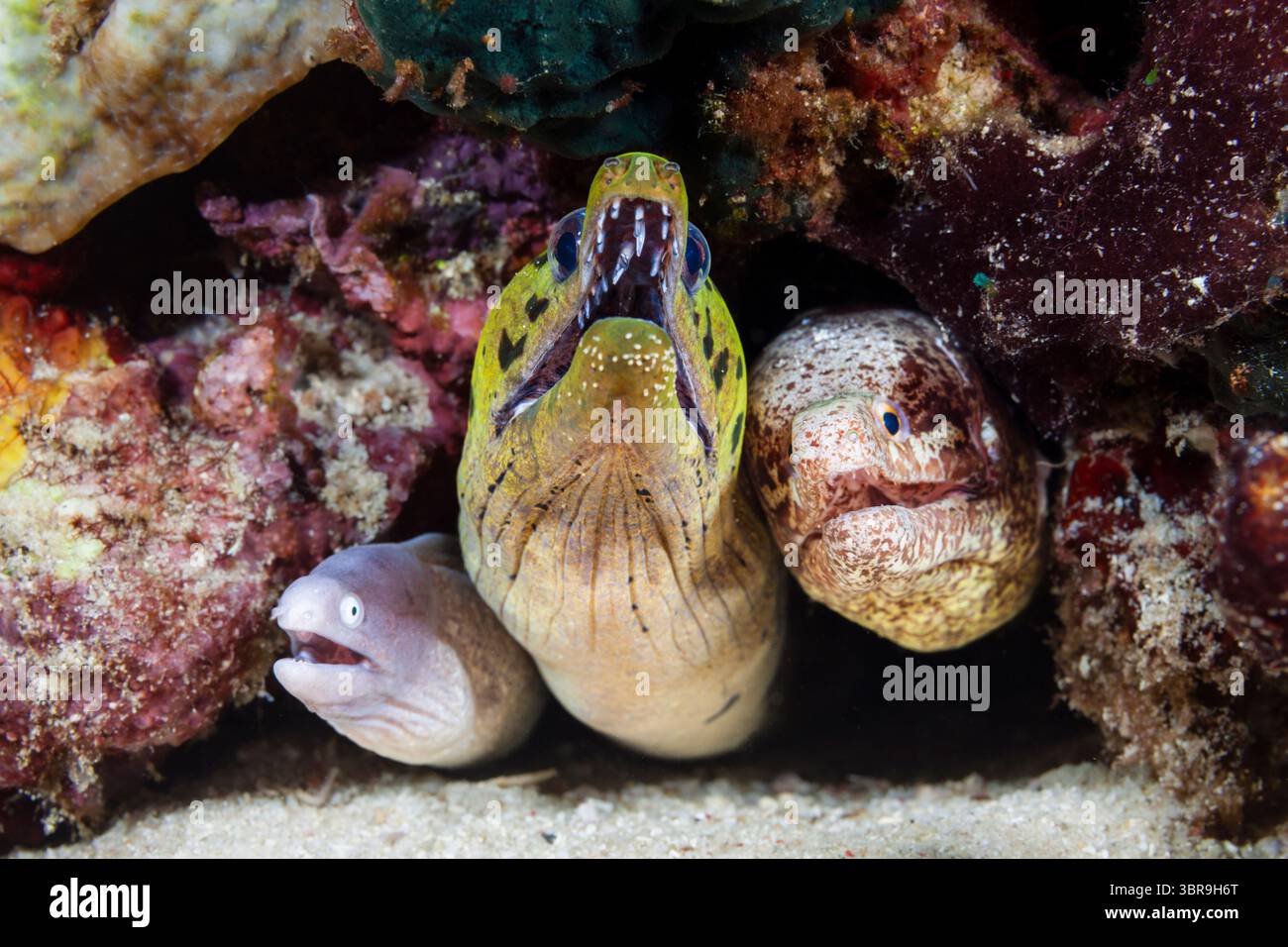 White eyed moray eels gymnothorax hi-res stock photography and images ...