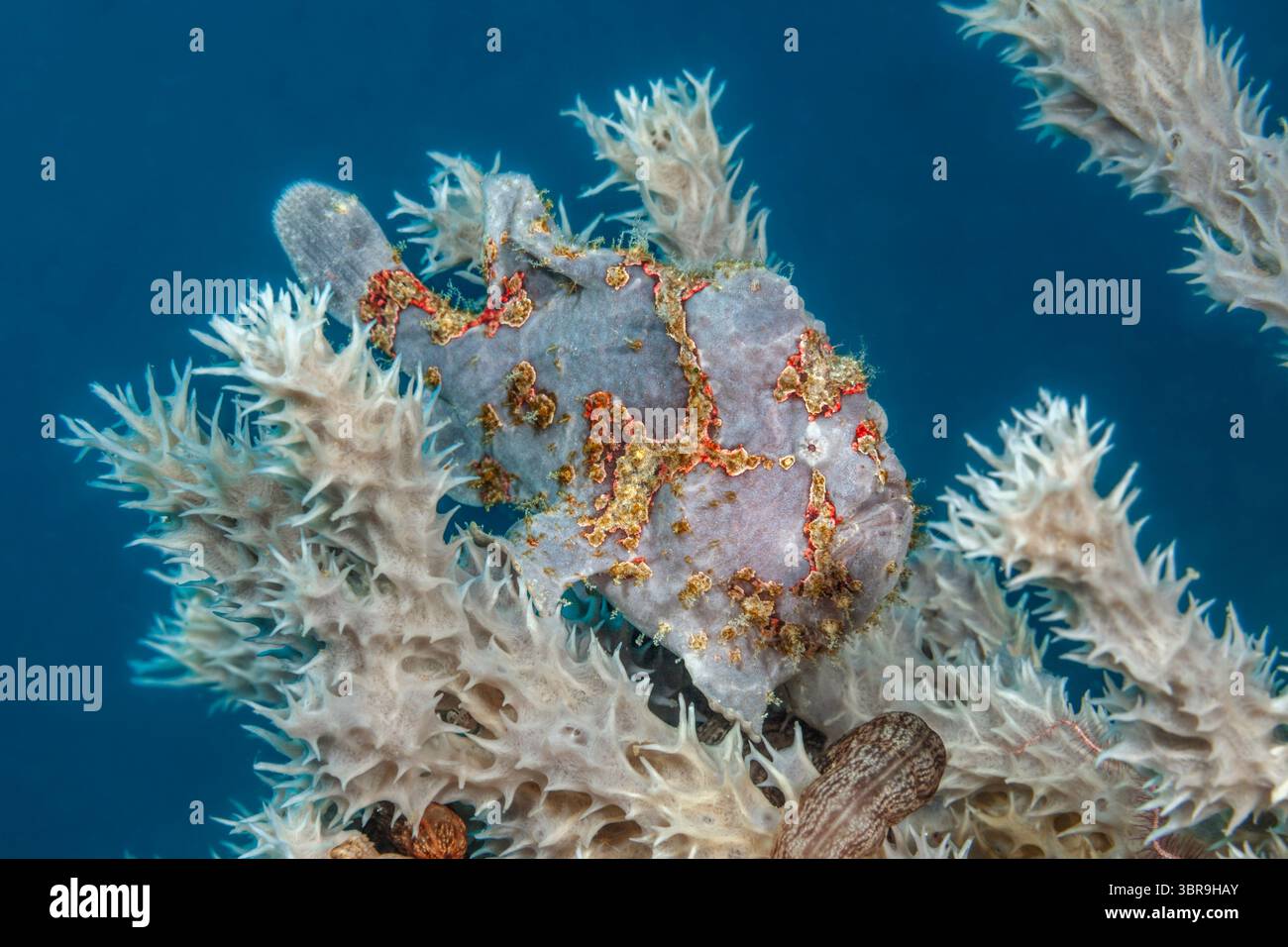 Flagpole Frogfish, Longlure Frogfisch, Antennarius multiocellatus ...