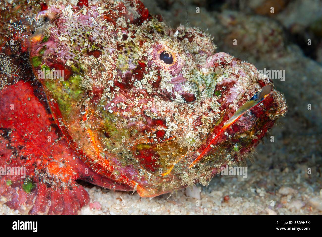 False Stonefish, Scorpaenopsis diabolus, Mabini, Luzon, Philippine Sea ...