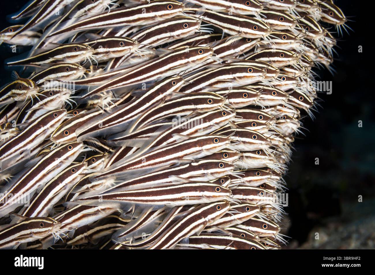 Shoal of Striped Eel Catfish, Plotosus lineatus, Mabini, Luzon ...