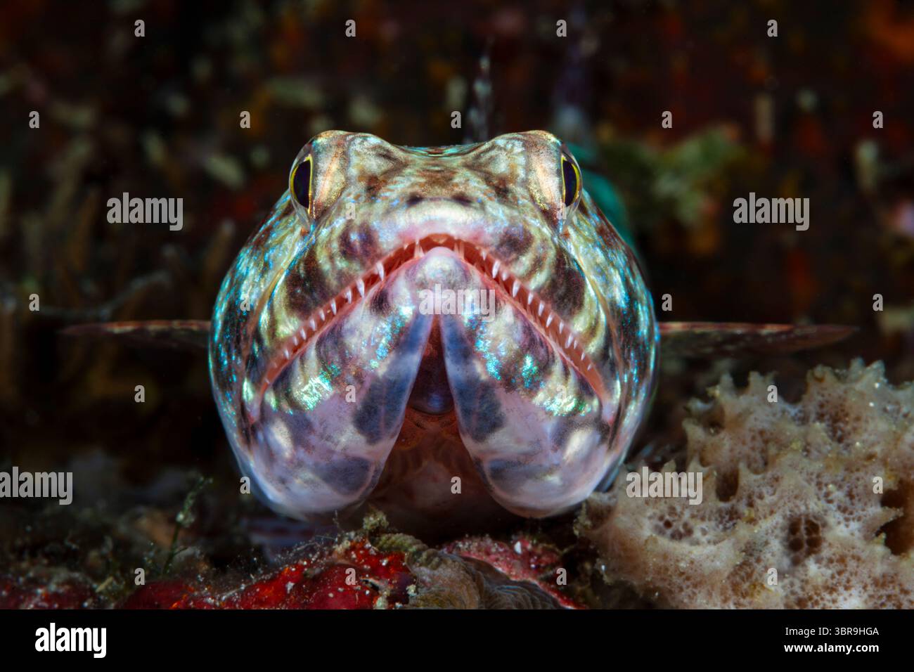 Reef Lizardfish, Synodus variegatus, Mabini, Luzon, Philippine Sea ...