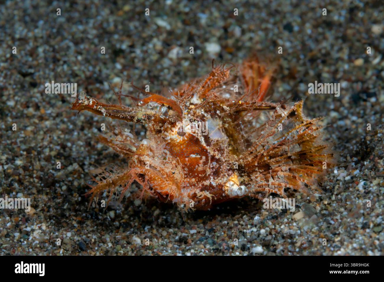 Ambon Scorpionfish, Pteroidichthys amboinensis, Mabini, Luzon ...