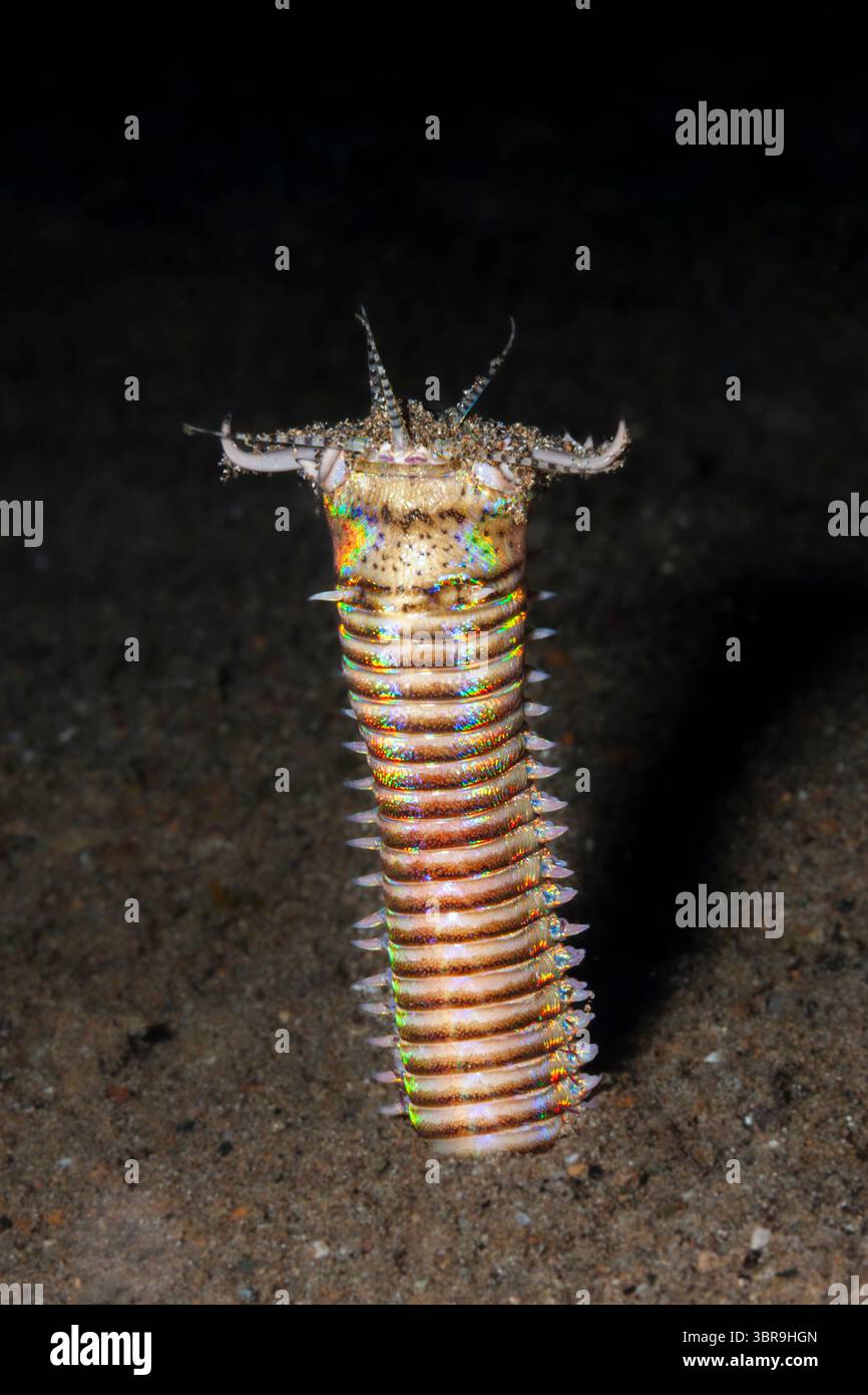 Bobbit Worm , Eunice aphroditois, Mabini, Luzon, Philippine Sea ...