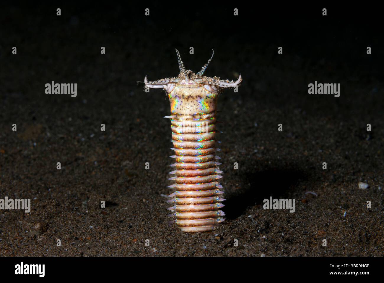 Bobbit Worm , Eunice aphroditois, Mabini, Luzon, Philippine Sea ...