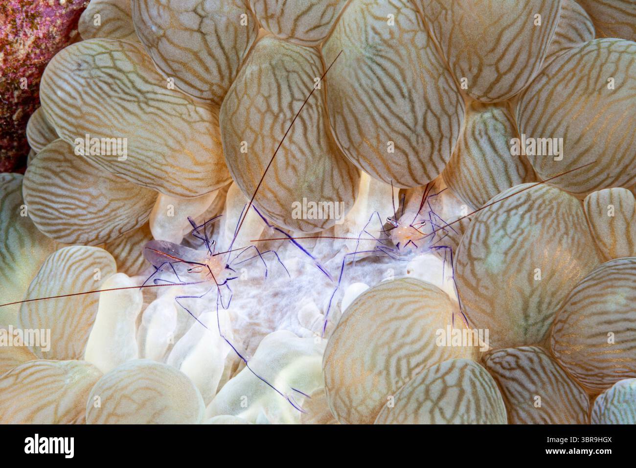 Two Bubble Coral Shrimp, Vir philippinensis, Plerogyra sinuosa, Mabini ...