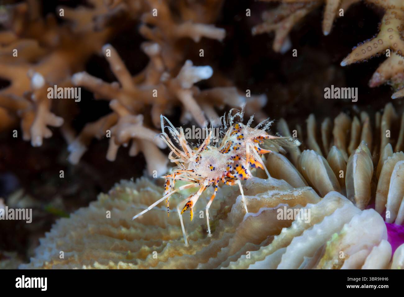 Spiny Tiger Shrimp, Phyllognathia ceratophthalmus, Mabini, Luzon ...