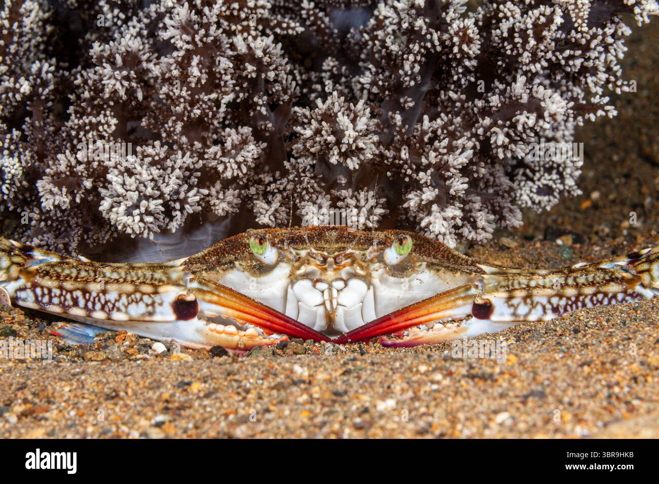 Blue Swimming Crab, Portunus pelagicus, Mabini, Luzon, Philippine Sea ...