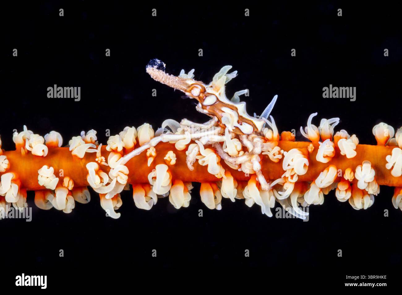 Wire Coral Spider Crab, Xenocarcinus conicus, Mabini, Luzon, Philippine ...