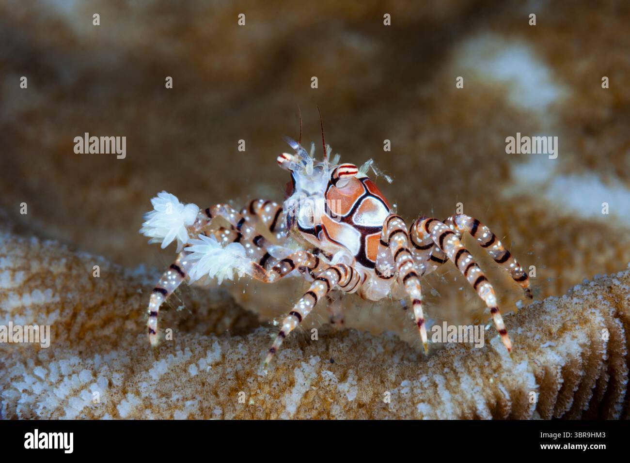 Mosaic Boxer Crab, Lybia tessellata, Mabini, Luzon, Philippine Sea ...