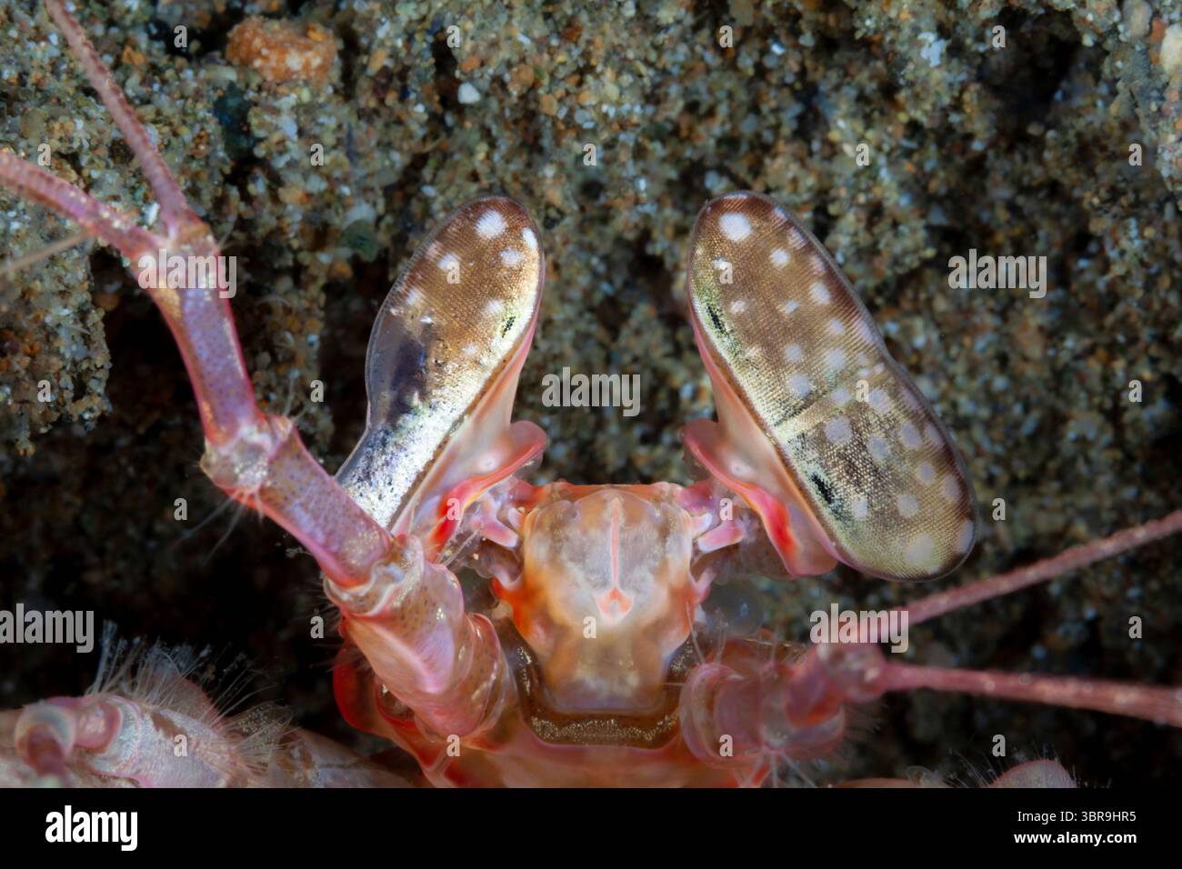 Spearing Mantis Shrimp eyes, Lysiosquillina sp., Mabini, Luzon ...