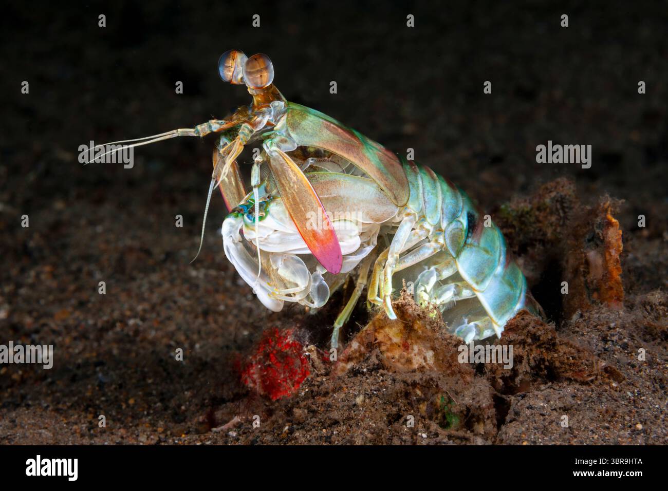 Pastel Odontodactylid Mantis Shrimp, Keel Tail Mantis Shrimp ...