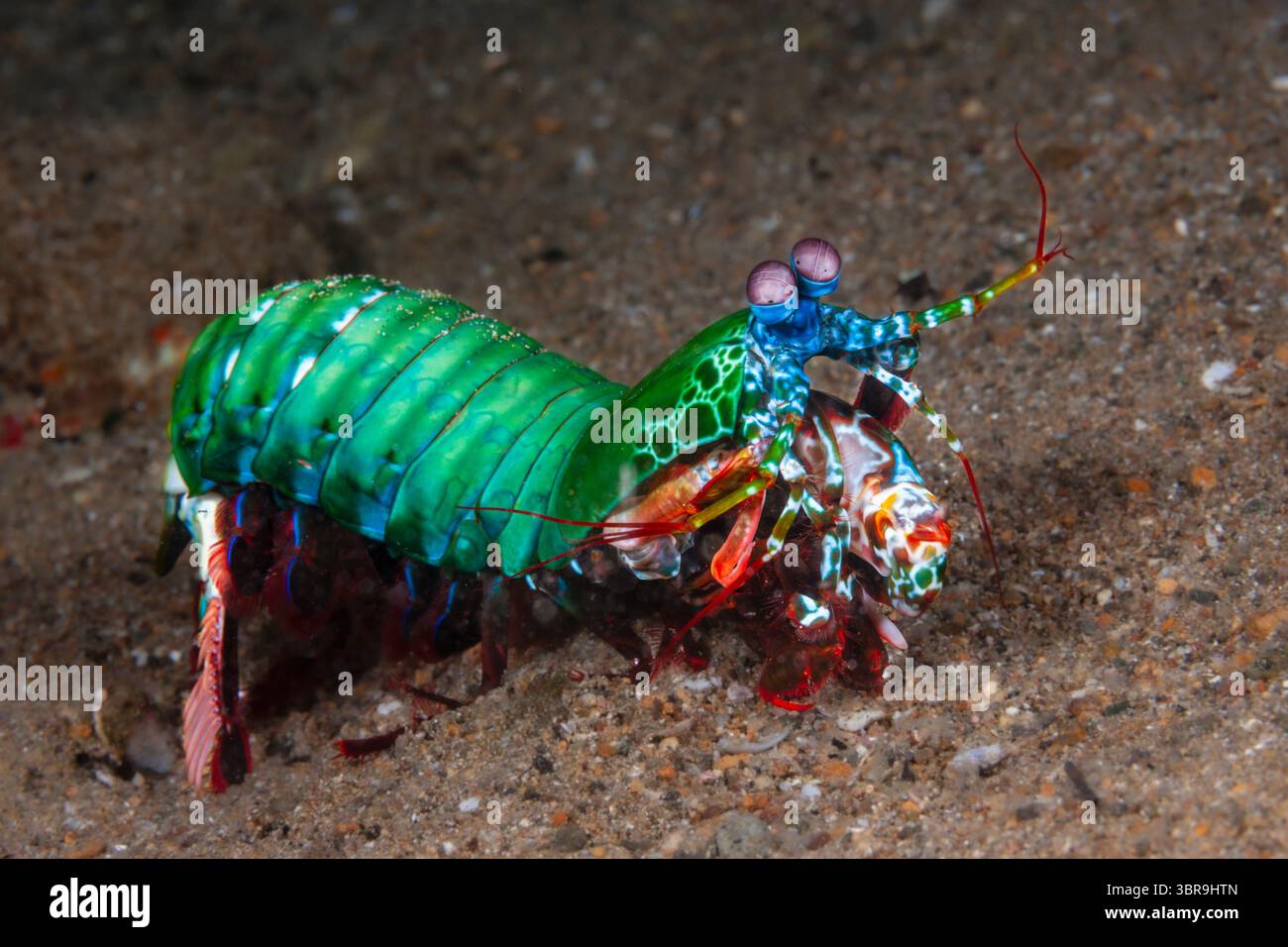 Mantis Shrimp, Odontodactylus scyllarus, Mabini, Luzon, Philippine Sea ...