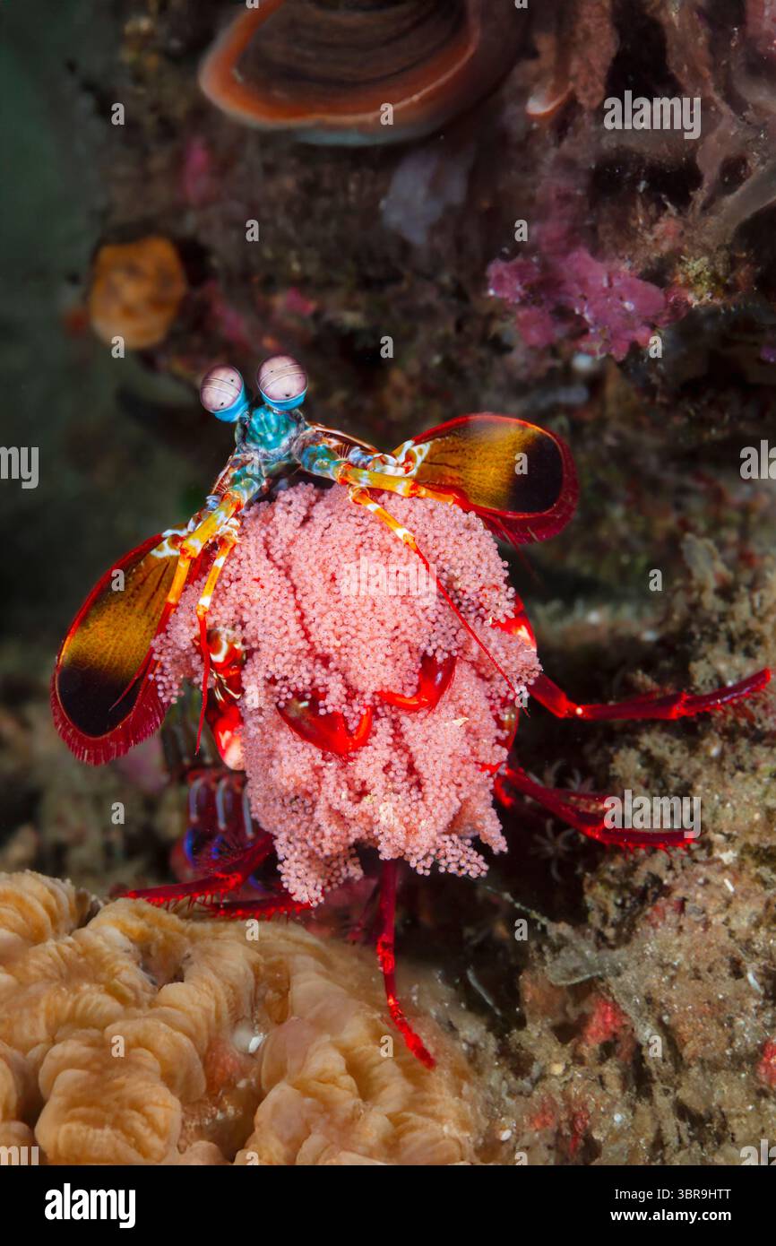Mantis Shrimp with eggs, Odontodactylus scyllarus, Mabini, Luzon ...
