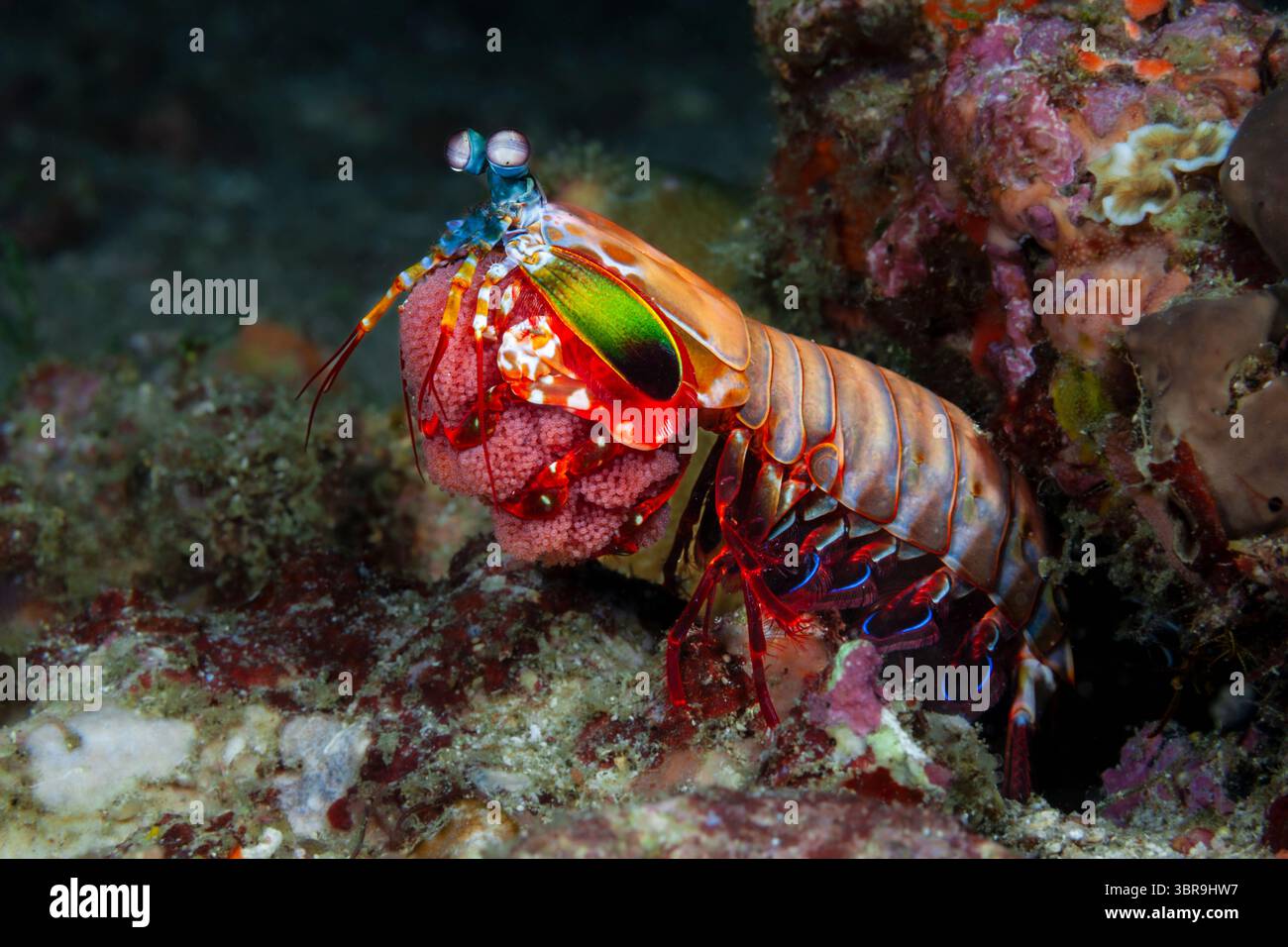 Mantis Shrimp with eggs, Odontodactylus scyllarus, Mabini, Luzon ...