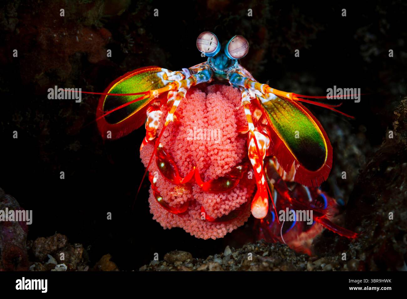 Mantis Shrimp with eggs, Odontodactylus scyllarus, Mabini, Luzon ...