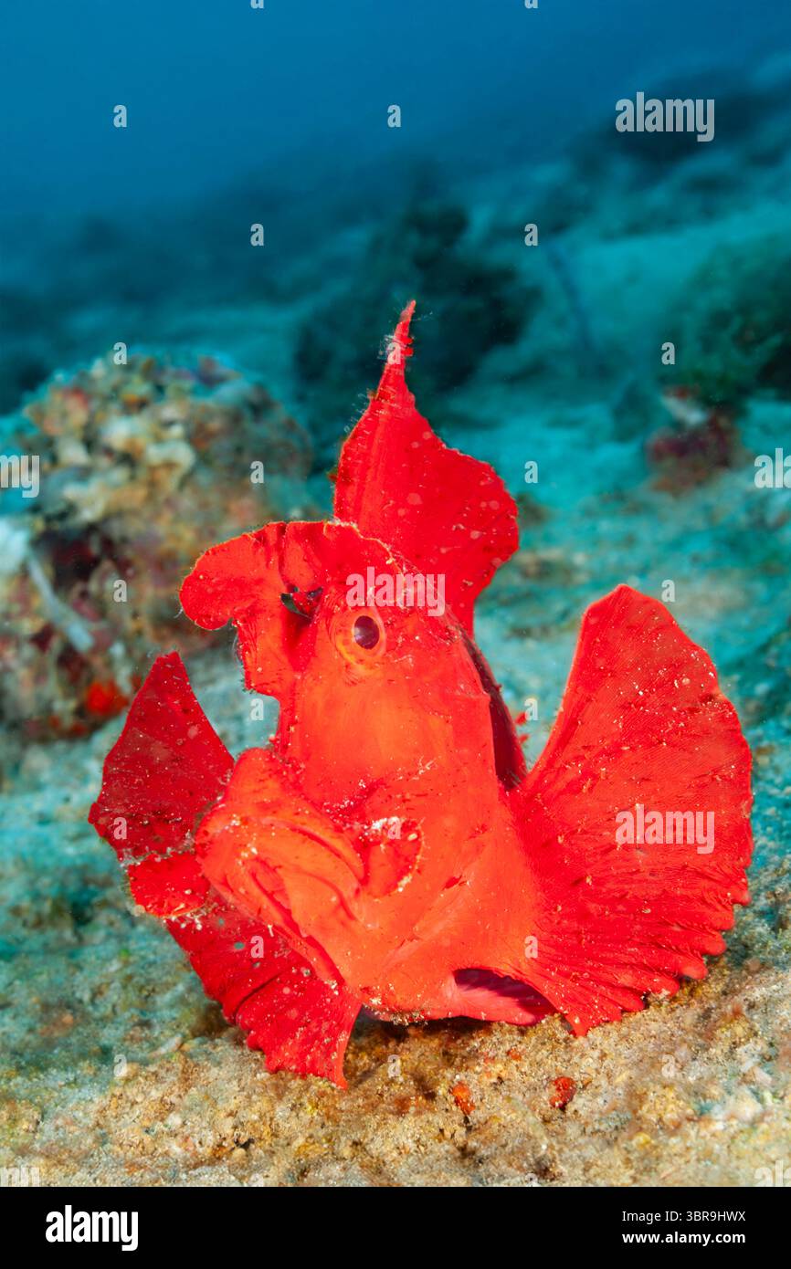 Paddle-flap Scorpionfish, Rhinopias eschmeyeri, Mabini, Luzon ...