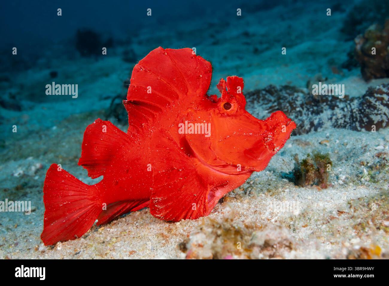 Paddle-flap Scorpionfish, Rhinopias eschmeyeri, Mabini, Luzon ...