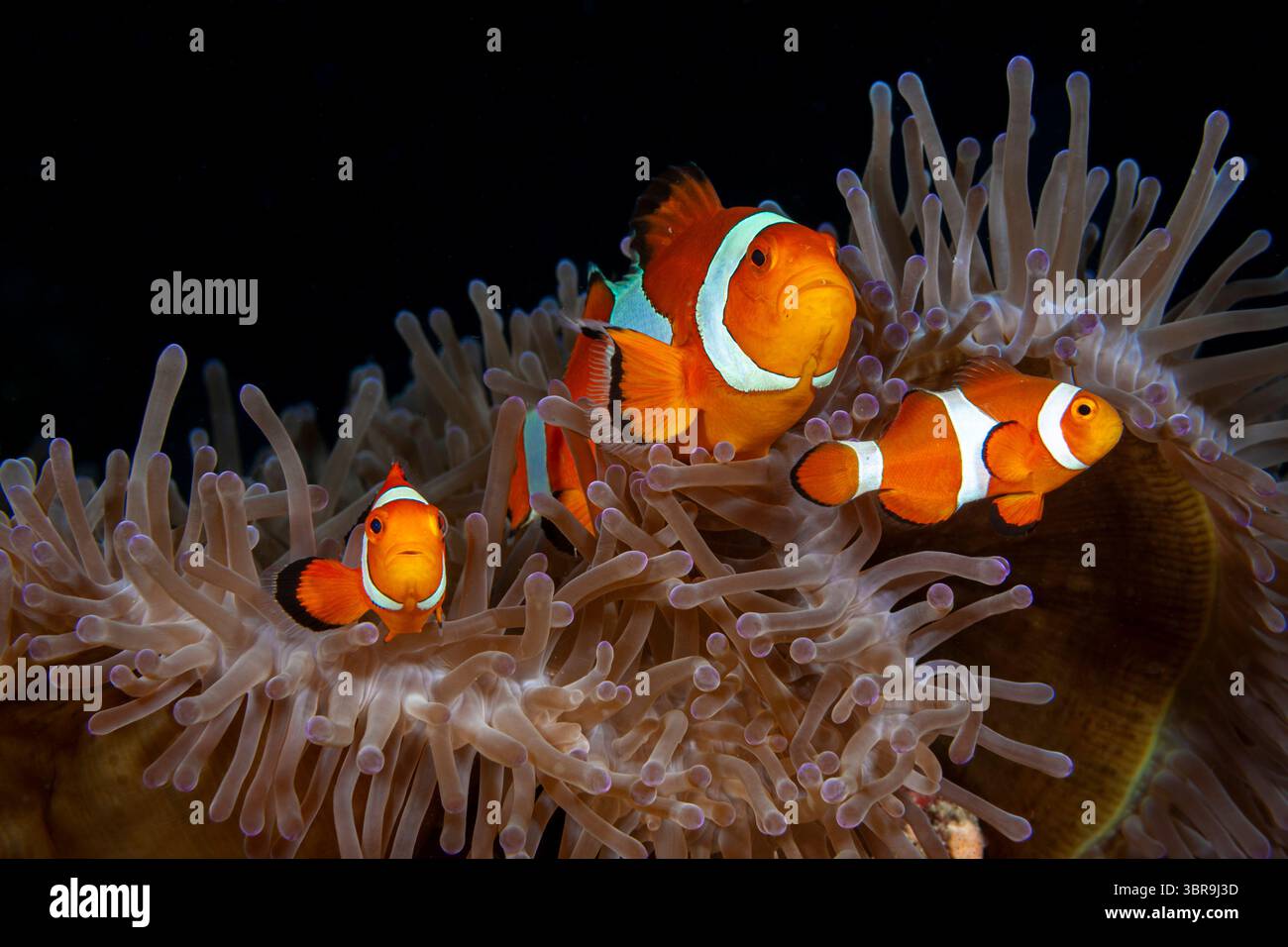 Clown Anemonefish in Magnificent Sea Anemone, Amphiprion ocellaris ...
