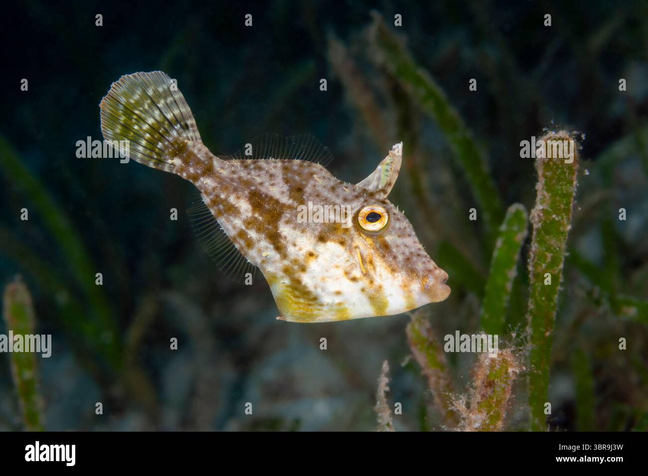 Japanes Leatherjacket, Paramonacanthus oblongus, Loon, Bohol, Cebu ...