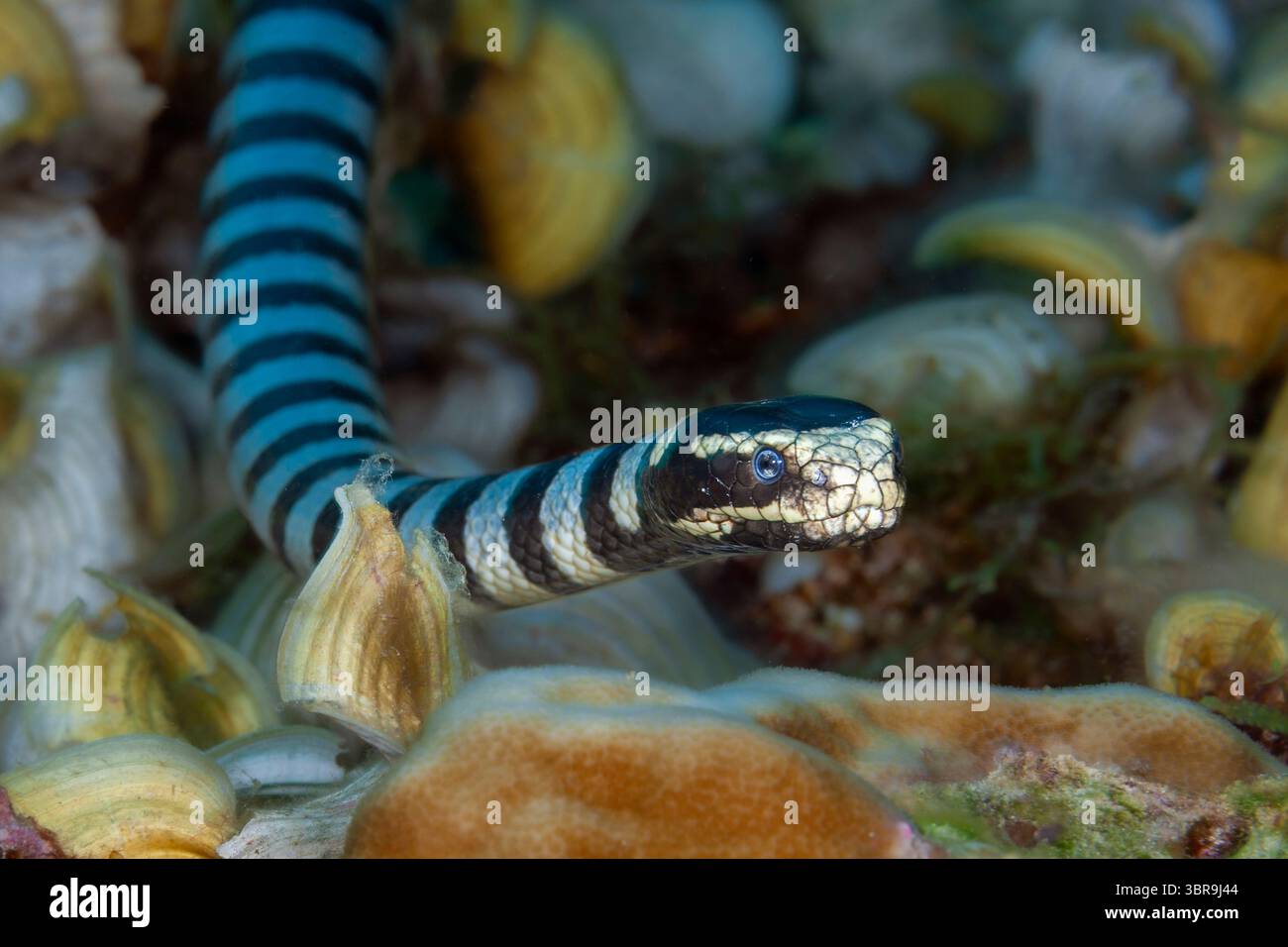 Banded Sea Snake, Laticauda colubrina, Loon, Bohol, Cebu Strait ...