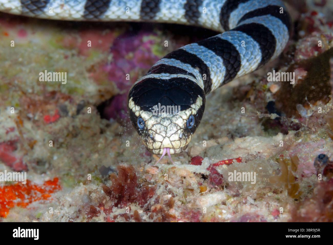 Banded Sea Snake, Laticauda colubrina, Loon, Bohol, Cebu Strait ...
