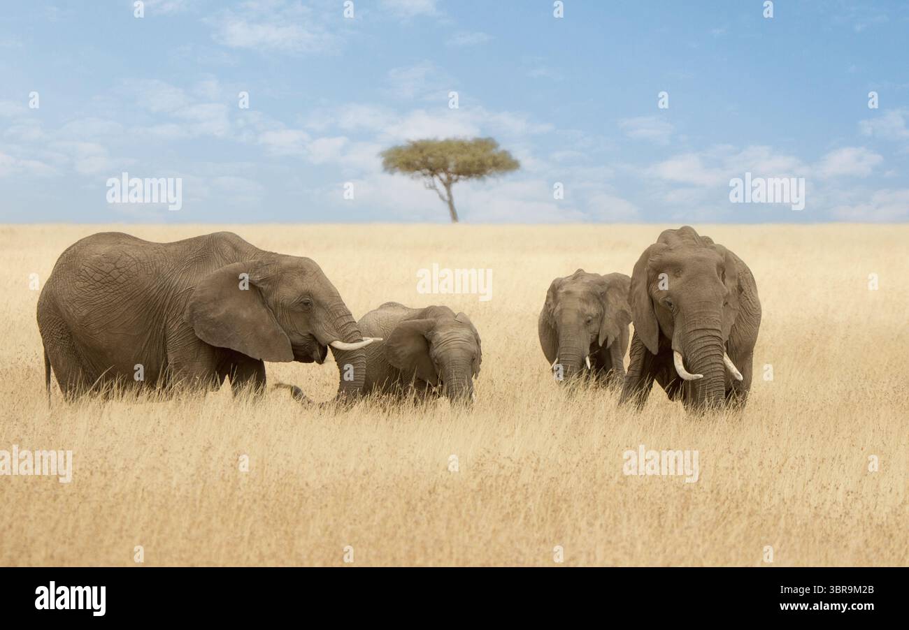 A family of African elephants, Loxodonta africana in the red-oat grass ...