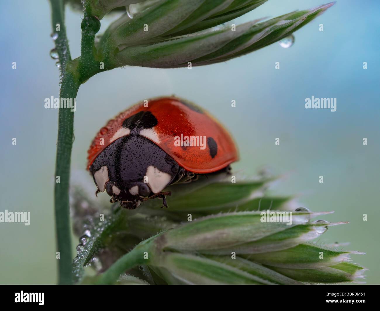 A close-up of a ladybug (Coccinellidae) resting on a dewy grass blade ...