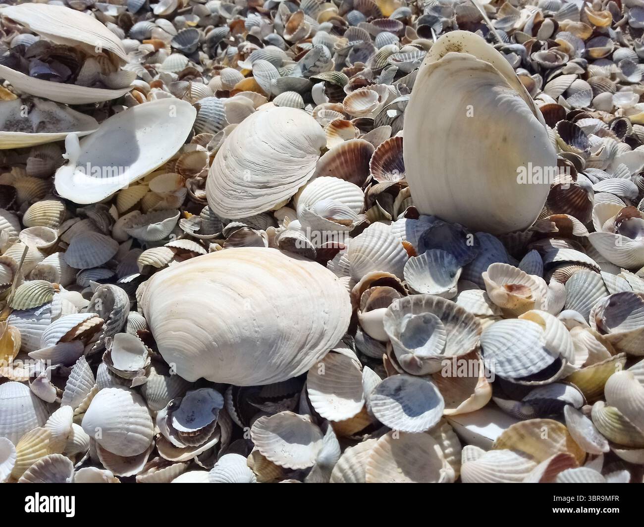 Pile of shells on the beach. Some are broken and some are whole. There ...