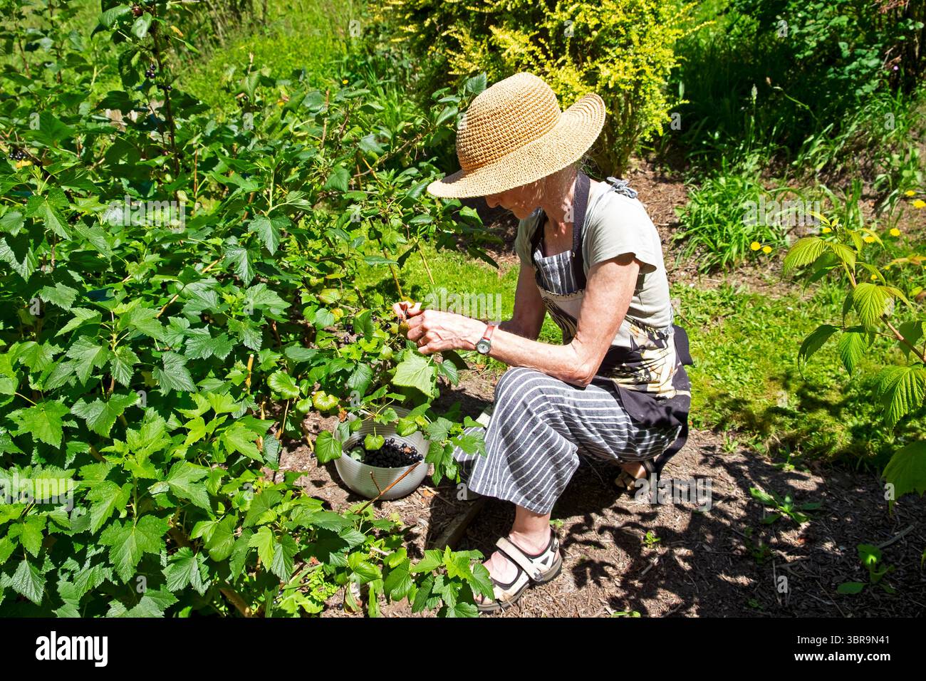 Older woman wearing straw hat in garden during July heatwave extreme ...