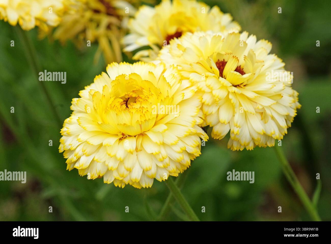 Pale yellow Calendula officinalis, marigold ‘Snow Princess’ in flower ...