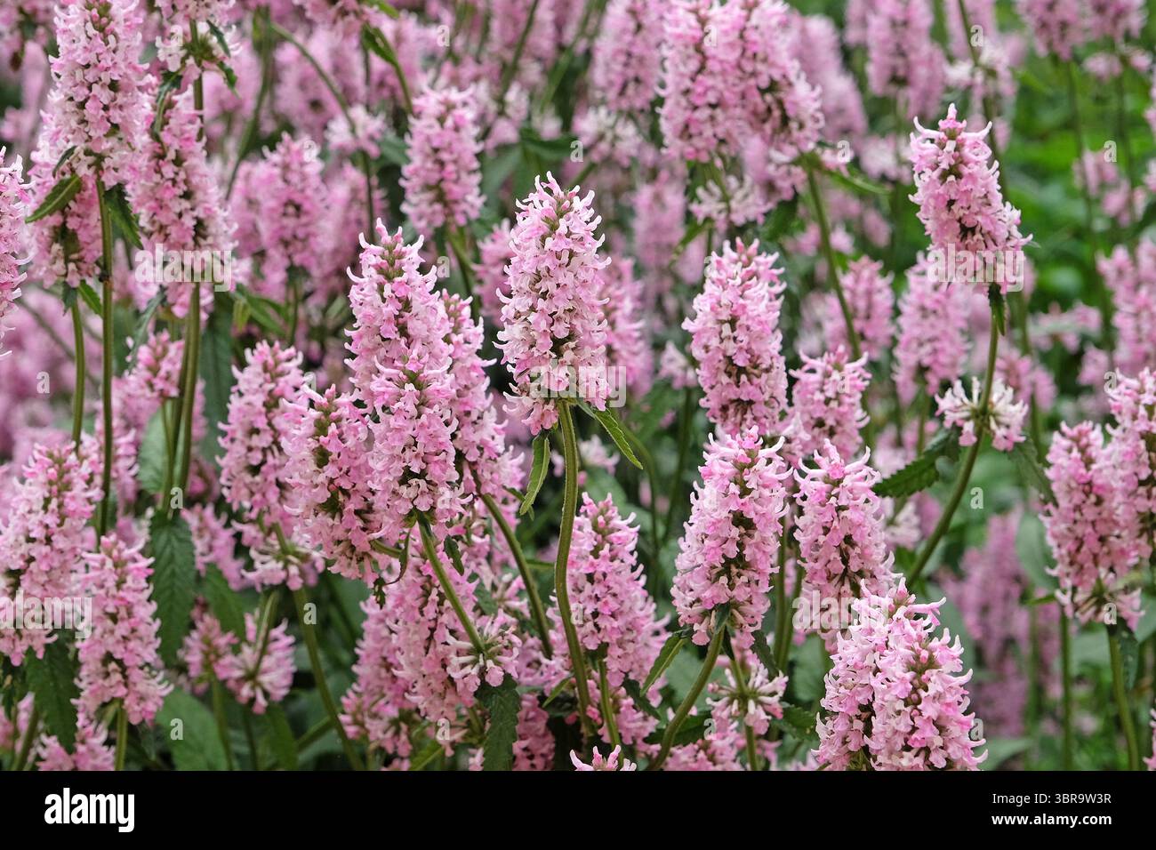 Betonica officinalis, pink betony ‘Rosea’ in flower Stock Photo - Alamy