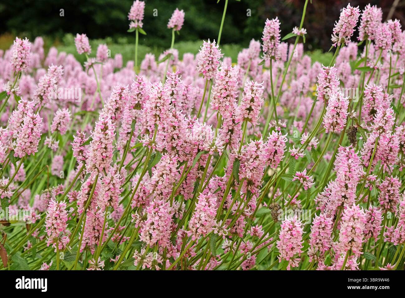 Betonica officinalis, pink betony ‘Rosea’ in flower Stock Photo - Alamy